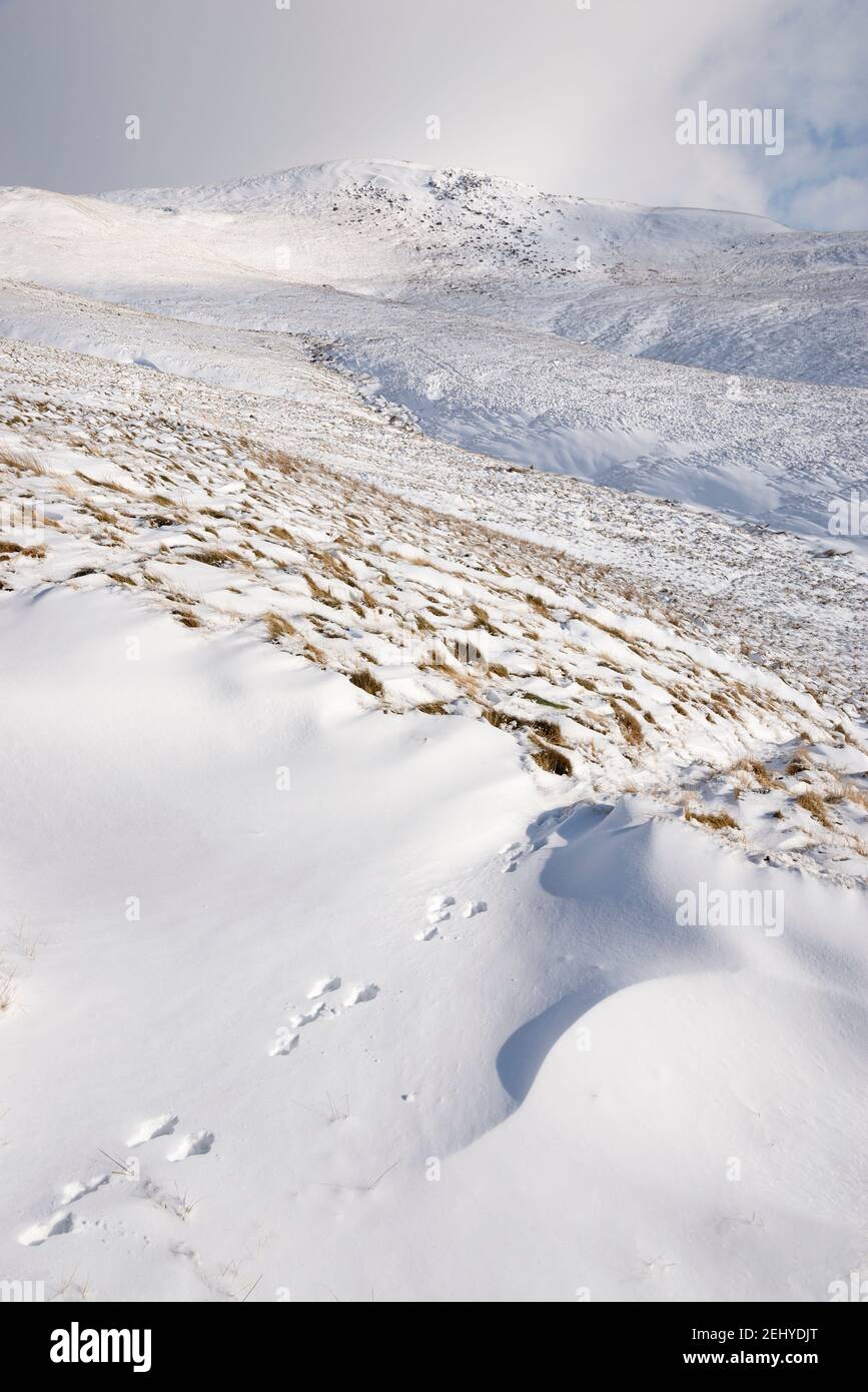 Mountain Hare tracks in the snow at Jame's Thorn on the edge of ...