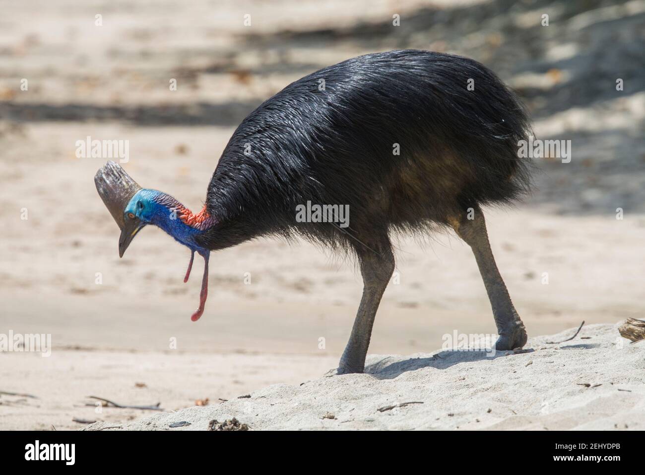 Southern Cassowary on the beach Stock Photo - Alamy