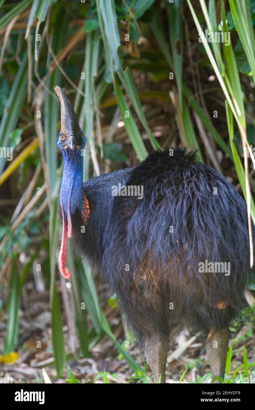 Southern Cassowary staring Stock Photo - Alamy