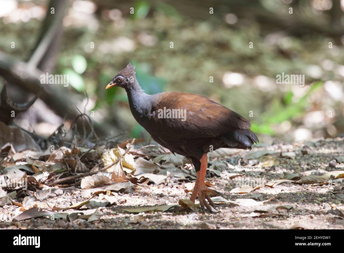 Scrubfowl hi-res stock photography and images - Alamy