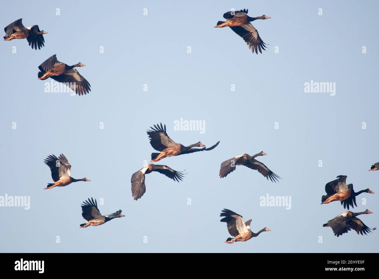 Magpie Geese in flight Stock Photo - Alamy