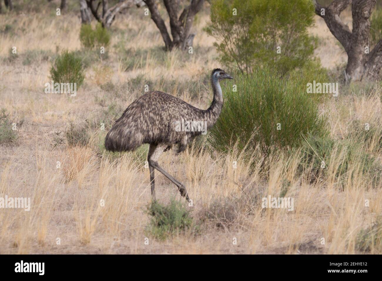 Common emu hi-res stock photography and images - Alamy