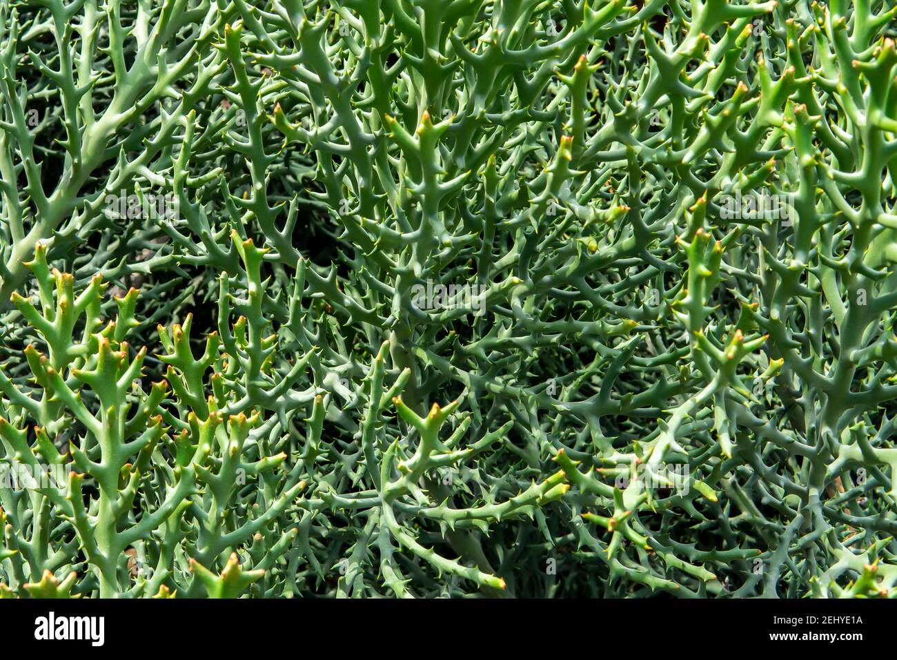 Close up, cactus and succulent, abstract background, green concept ...