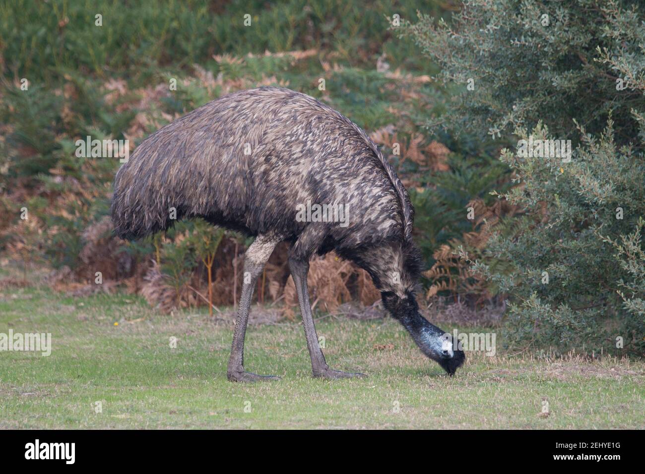 Common emu hi-res stock photography and images - Alamy