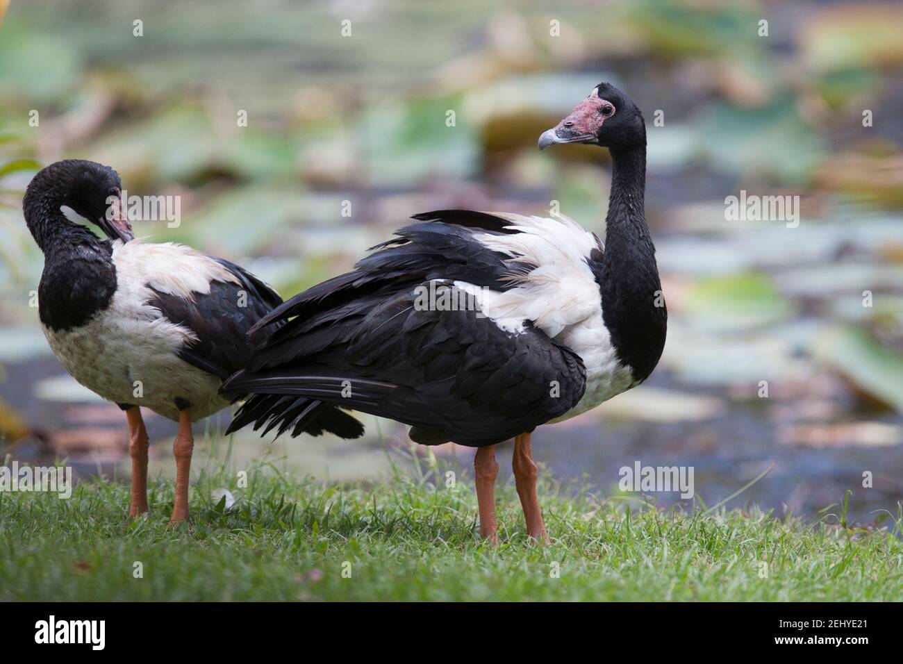 Magpie goose hi-res stock photography and images - Alamy