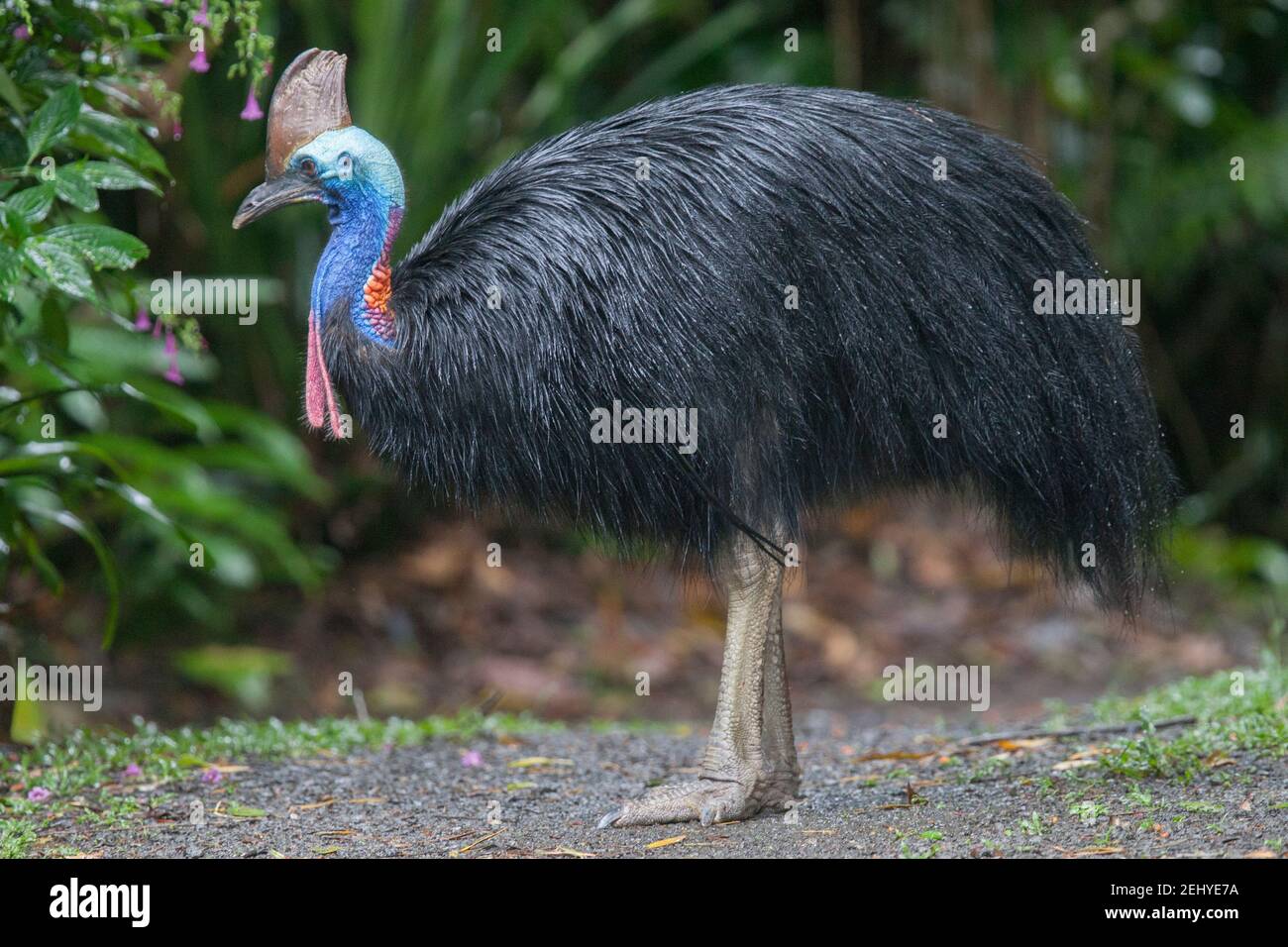 Southern Cassowary male Stock Photo - Alamy