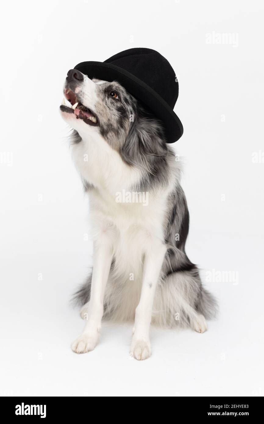 A trained dog sits on its butt with a black hat on its head. Border ...