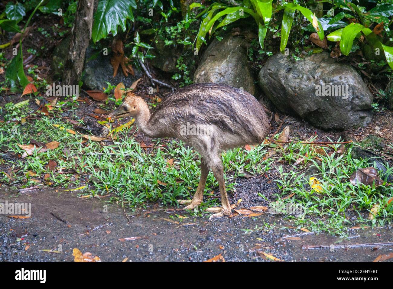 Southern Cassowary chick Stock Photo - Alamy