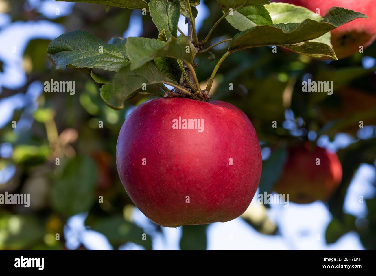a red apple on a tree Stock Photo - Alamy