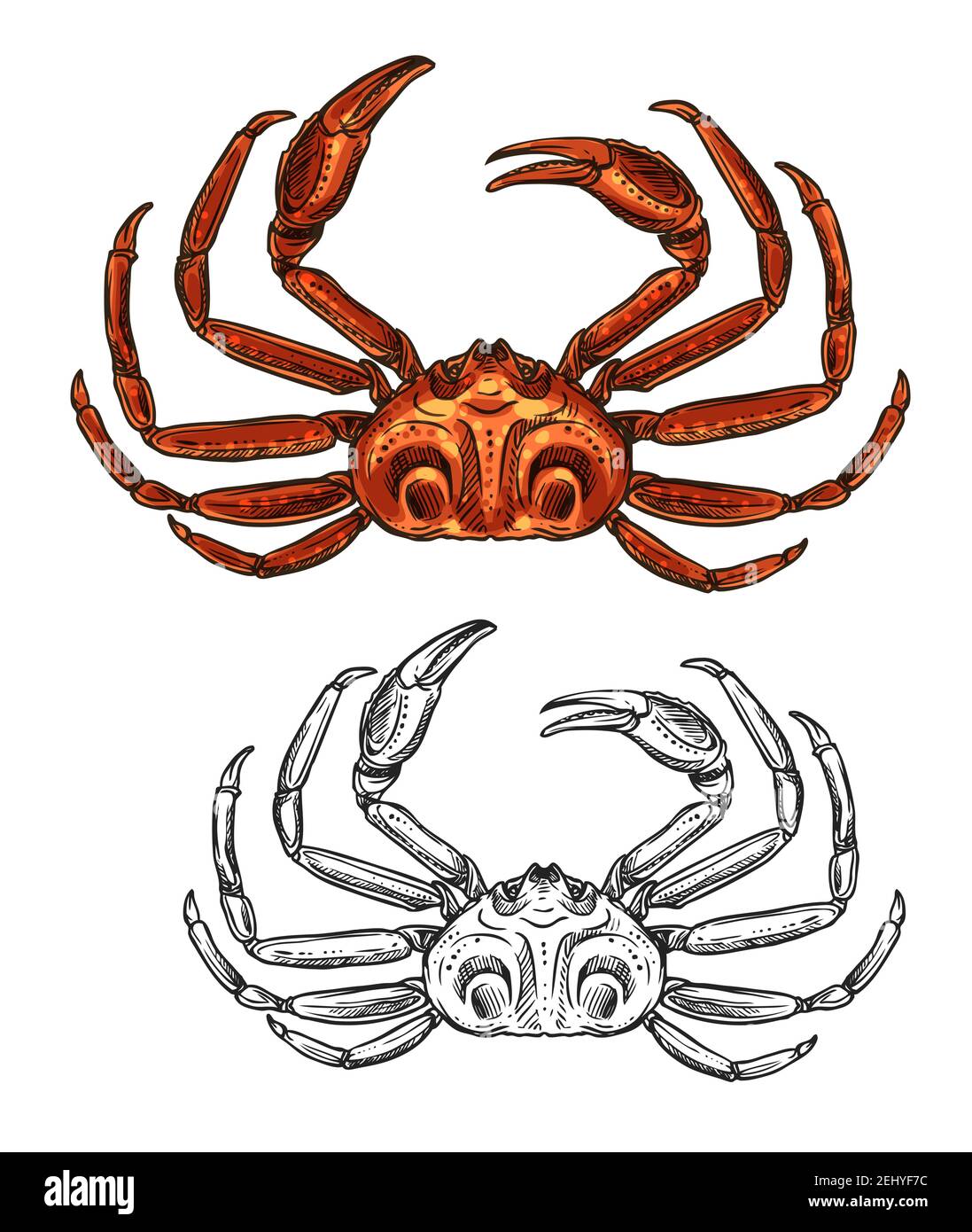 Crab Underwater Drawing