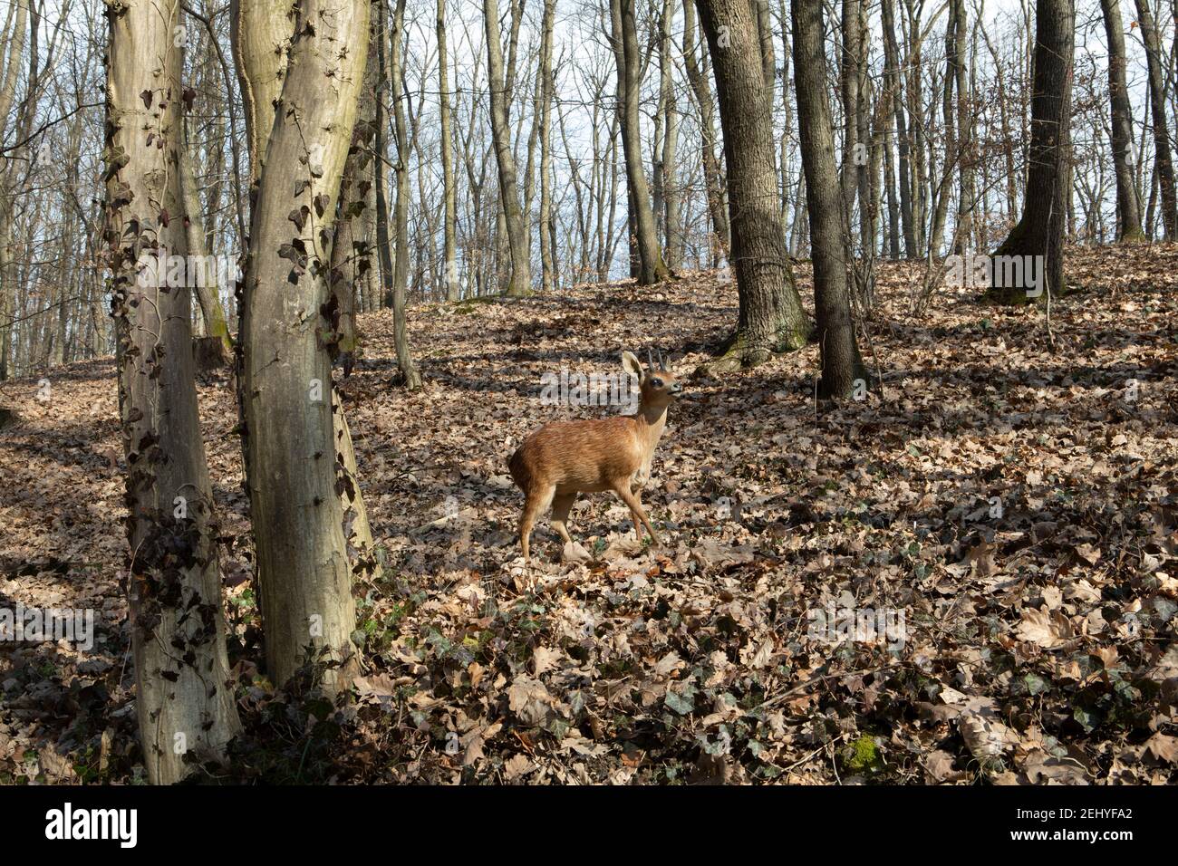 an antelope standing in the woods Stock Photo - Alamy