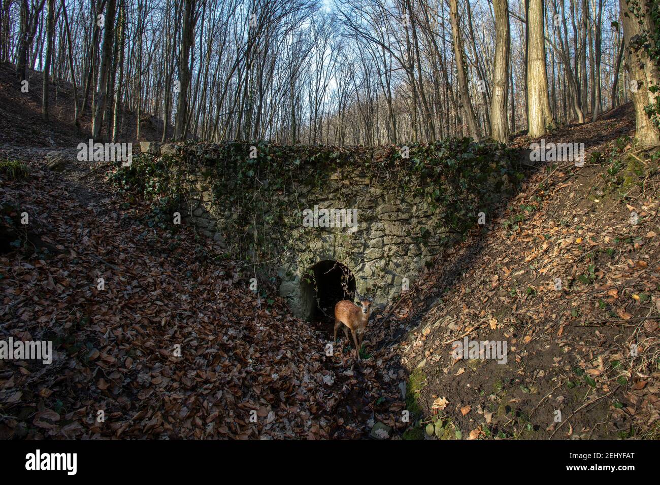 Antelope in front of a stone bridge in woods Stock Photo - Alamy