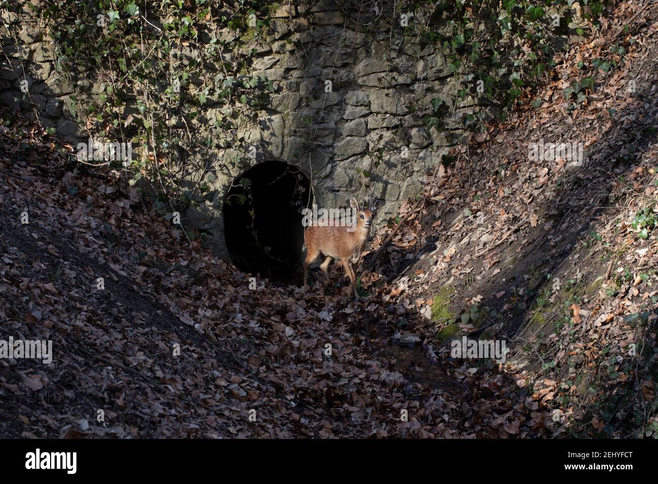 Antelope in front of a hole in a stone wall Stock Photo - Alamy