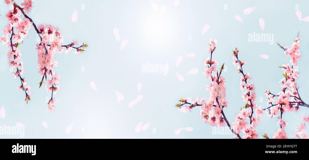 Cherry pink blossoms close up. Blooming sakura tree. Banner format ...