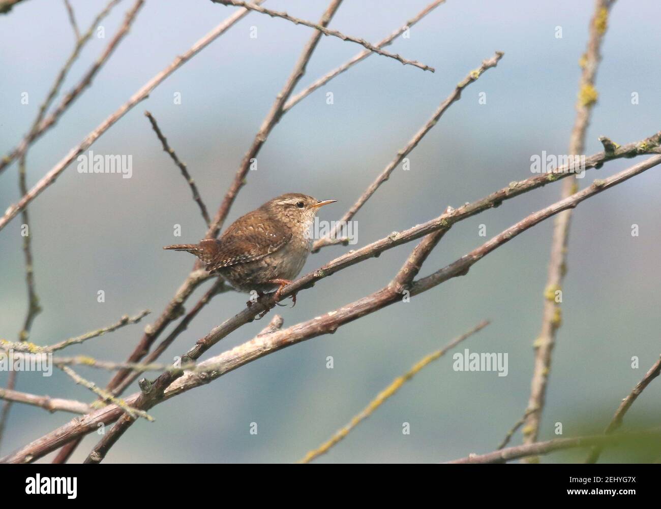 British birdlife hi-res stock photography and images - Alamy