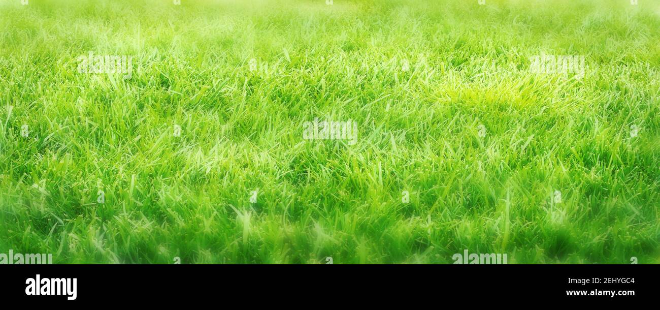 Grass field close up. Green grass texture. Selective focus Stock Photo ...
