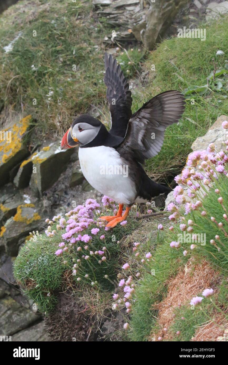 Puffin on clifftop Stock Photo - Alamy