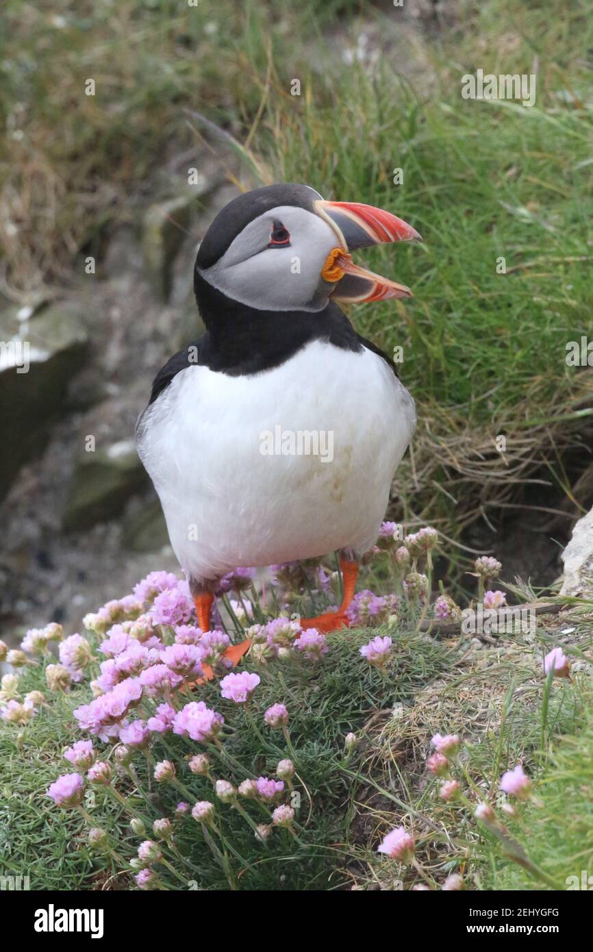Puffin on clifftop Stock Photo - Alamy
