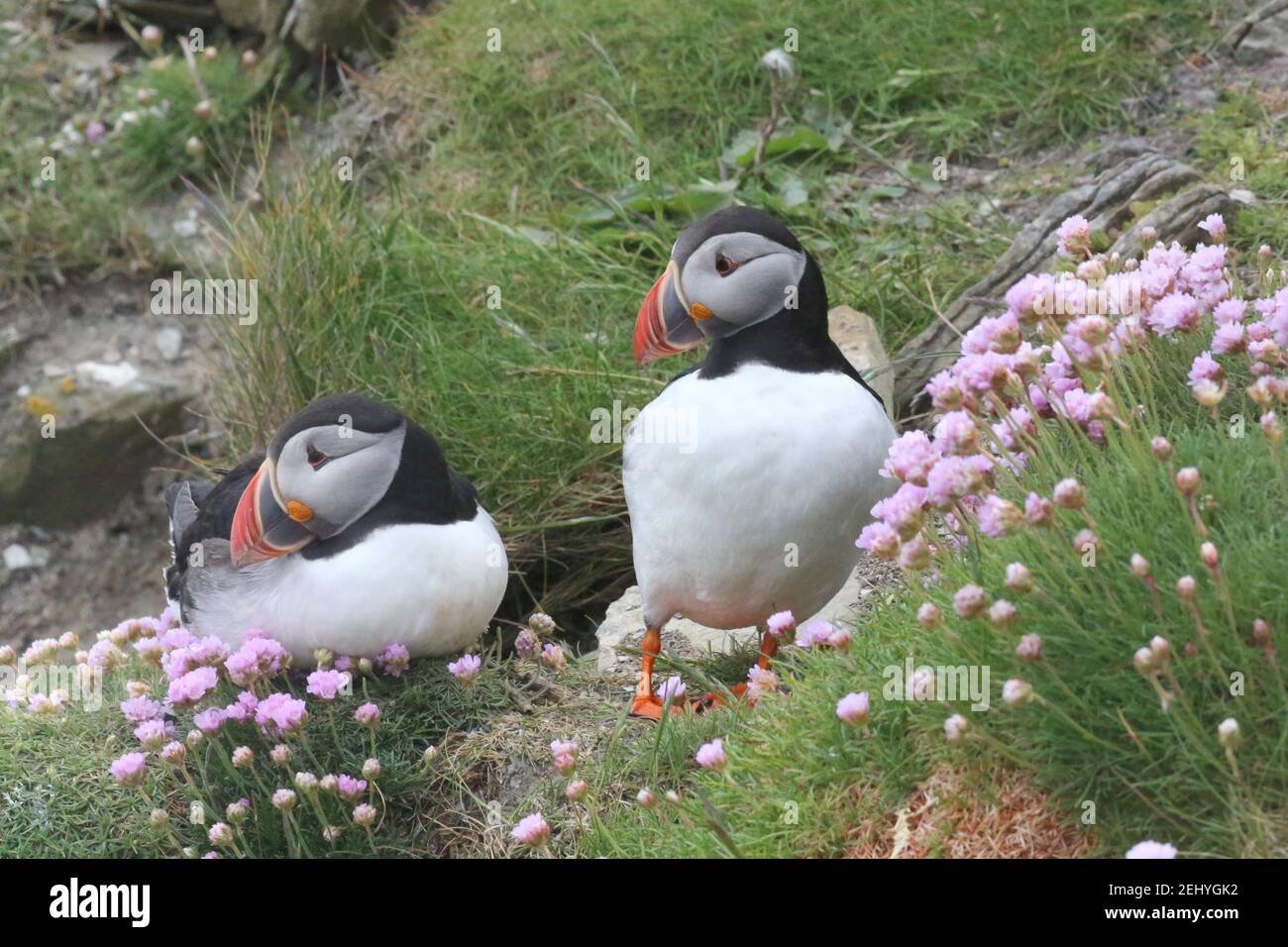 Puffin on clifftop hi-res stock photography and images - Alamy
