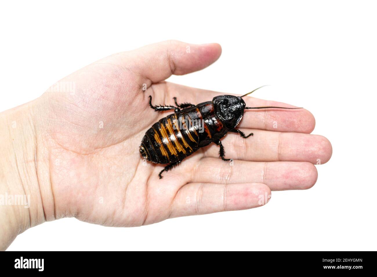 Madagascar Giant Hissing Cockroach High Resolution Stock Photography ...
