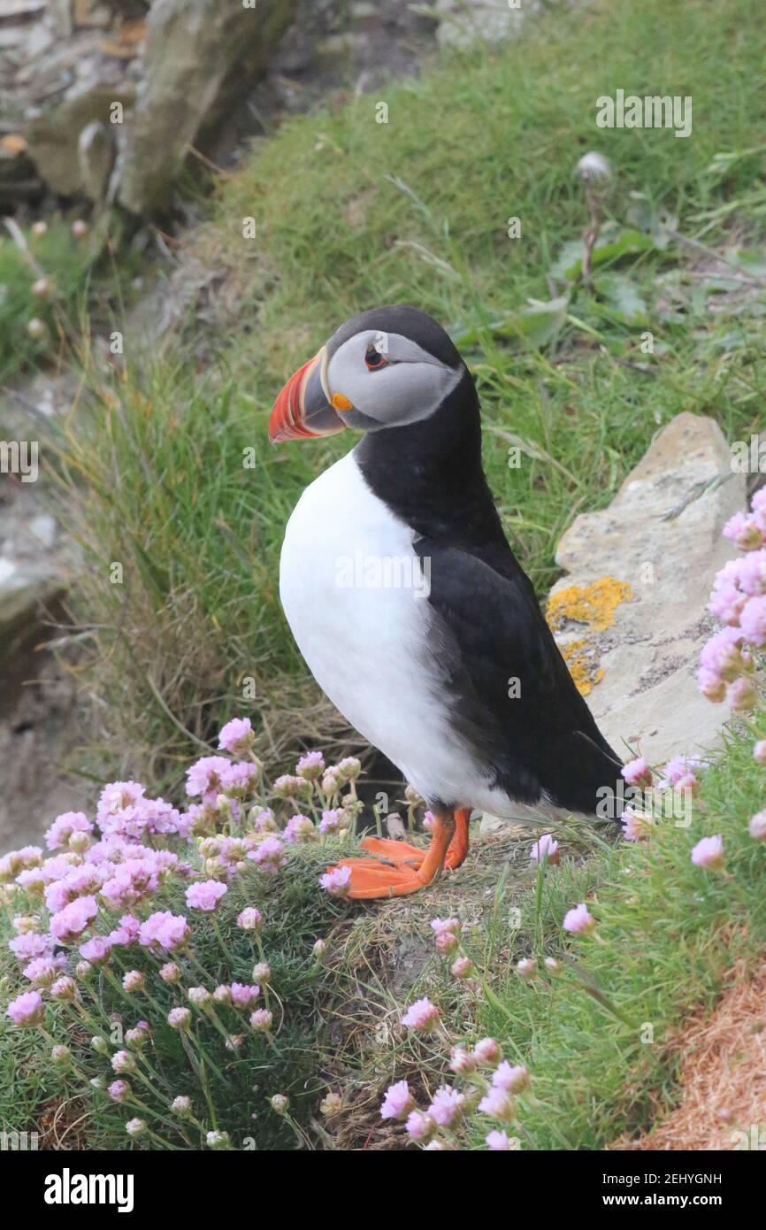 Puffin on clifftop Stock Photo - Alamy