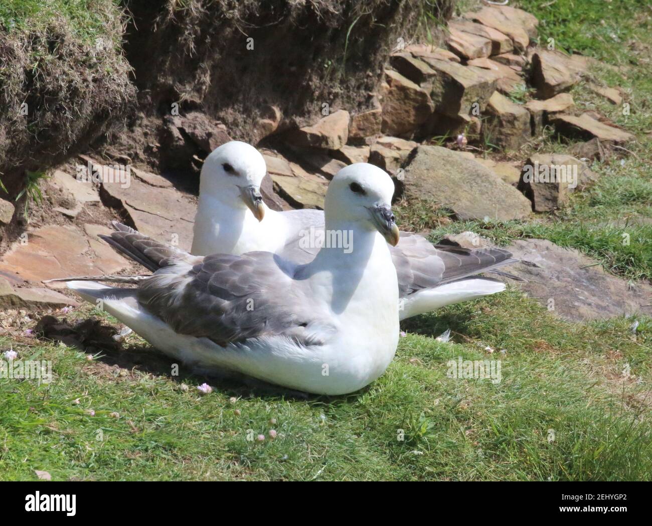 Fulmar Petrel on clifftop Stock Photo - Alamy