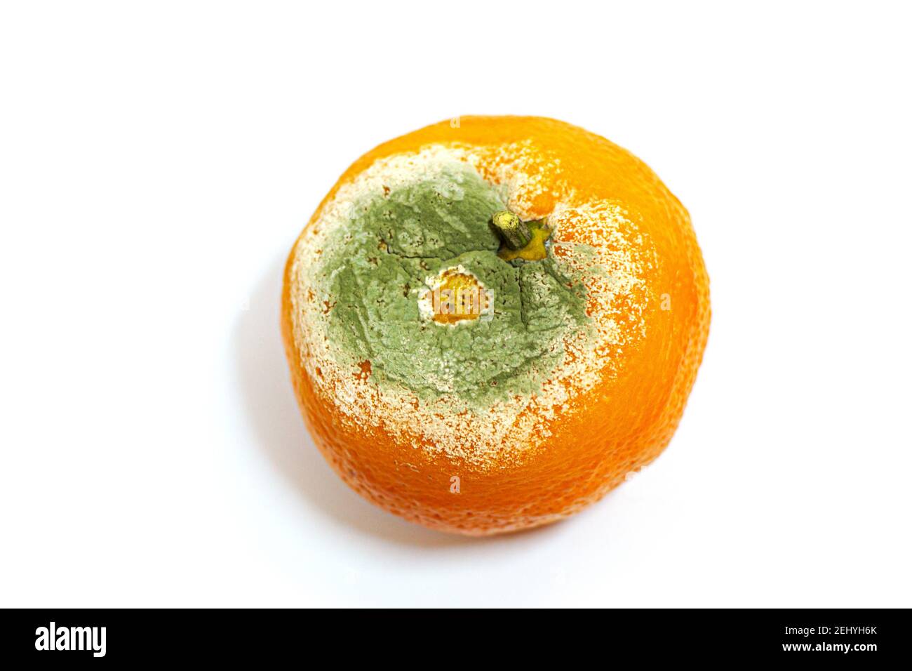 one damaged moldy mandarin on white background Stock Photo - Alamy