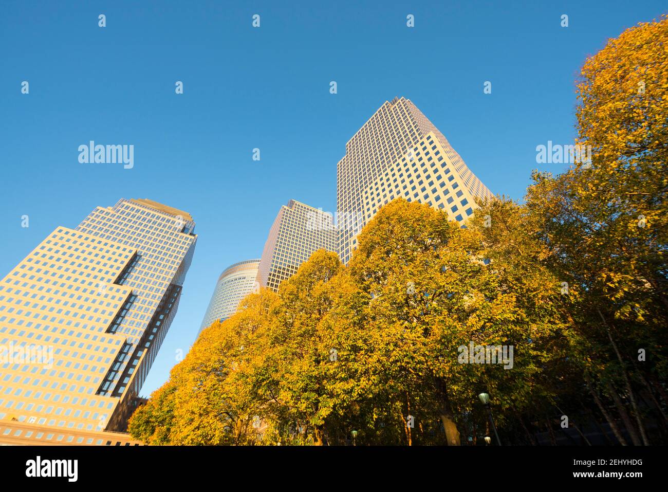 New york city tree hi-res stock photography and images - Alamy