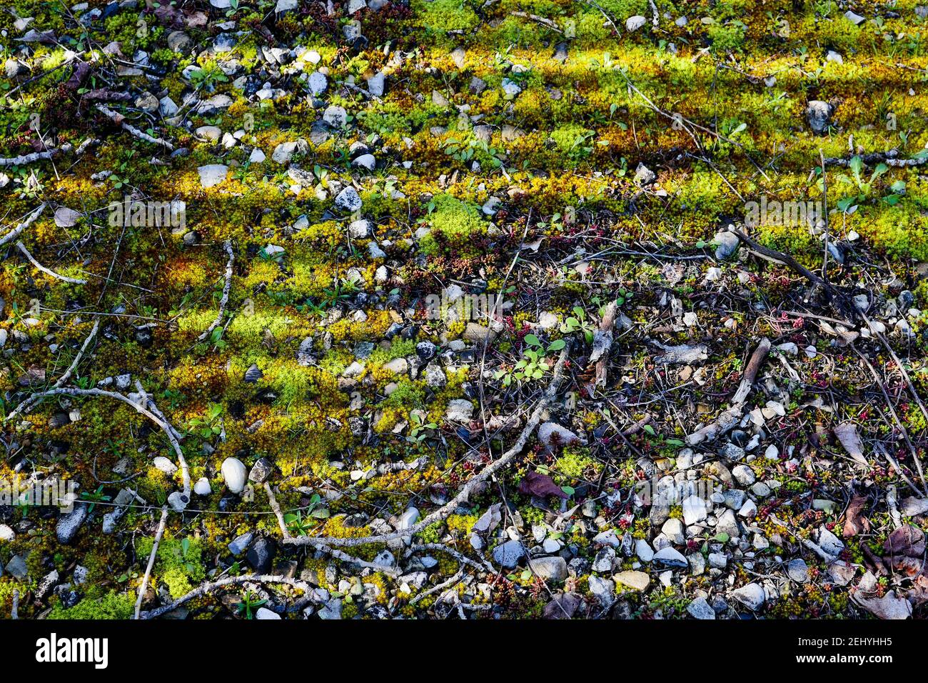 Shadow of a cribwork fence on a green ground, France Stock Photo - Alamy
