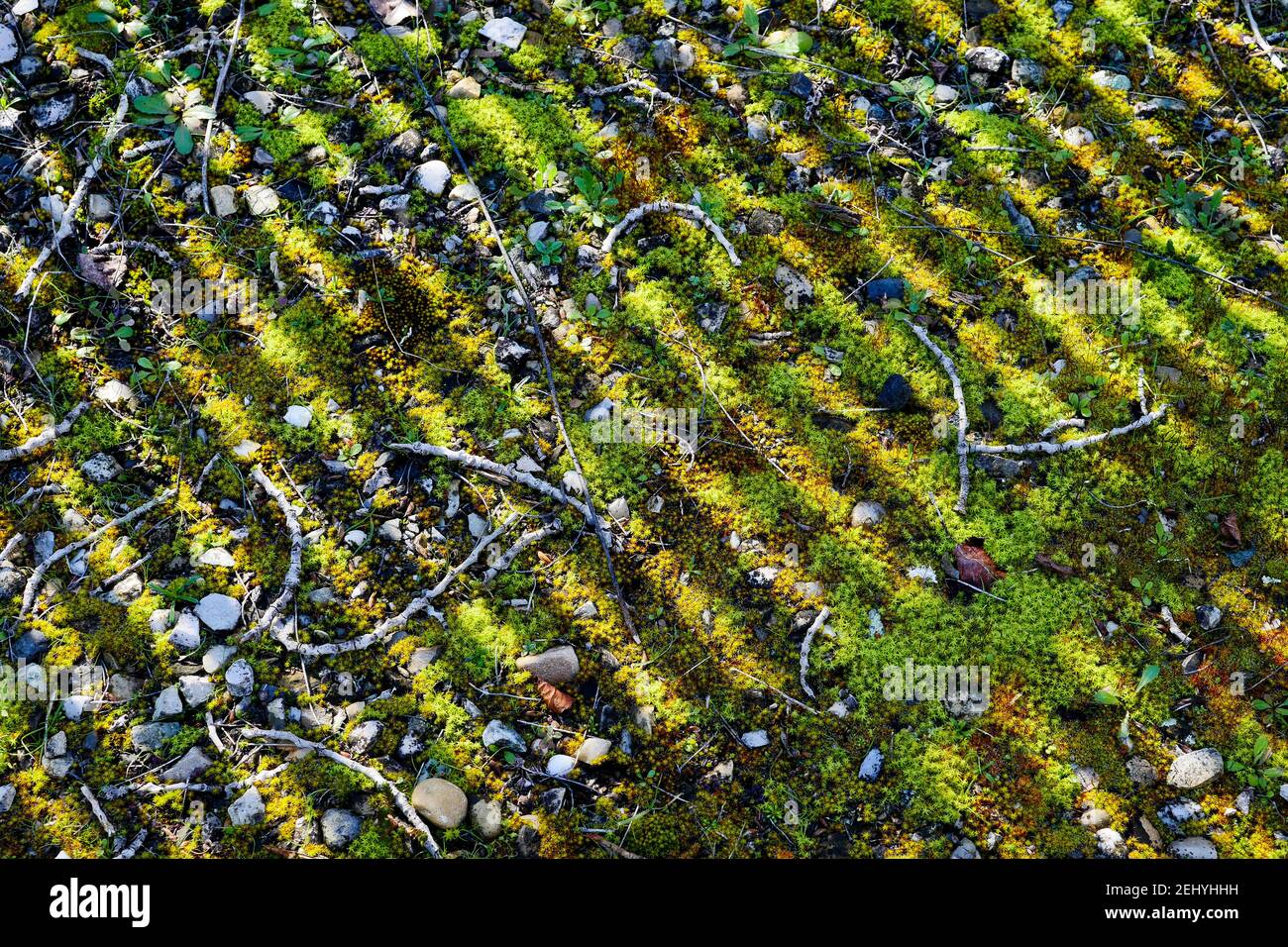 Shadow of a cribwork fence on a green ground, France Stock Photo - Alamy