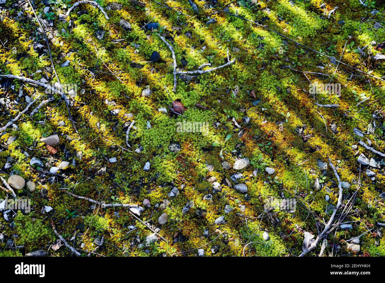 Shadow of a cribwork fence on a green ground, France Stock Photo - Alamy
