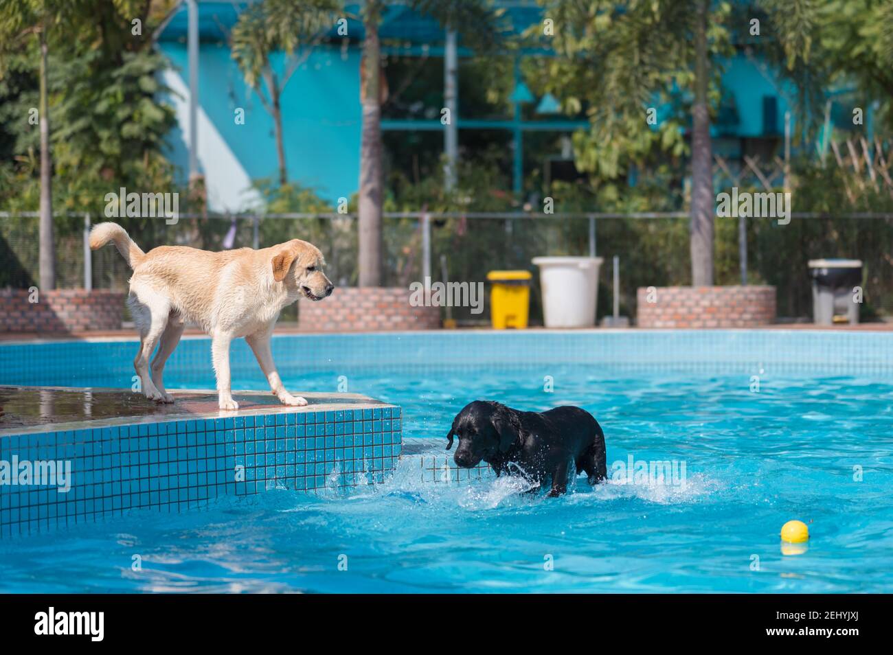 Labrador playing in the pool Stock Photo - Alamy