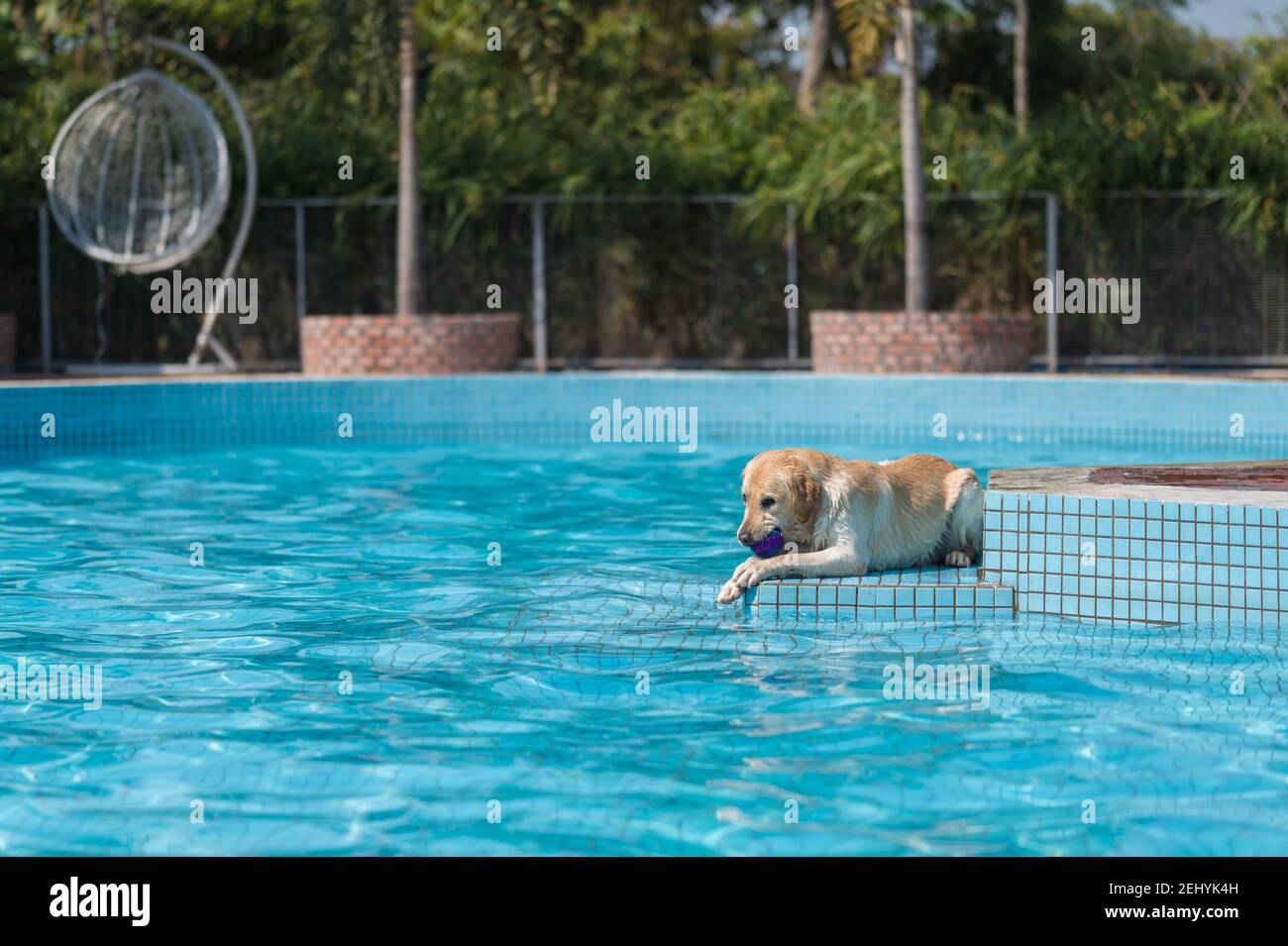 Labrador playing in the pool Stock Photo - Alamy