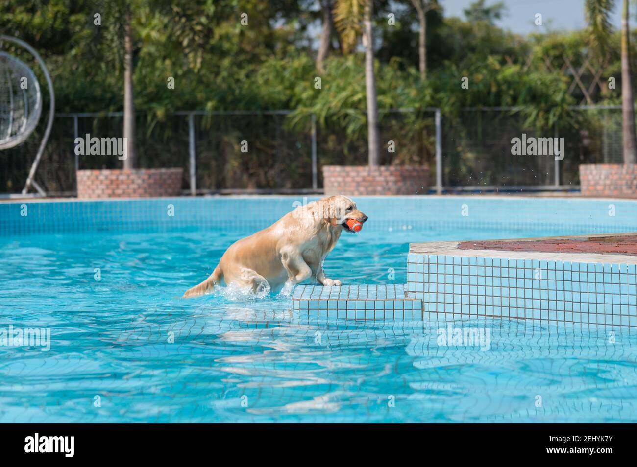 Labrador playing in the pool Stock Photo - Alamy