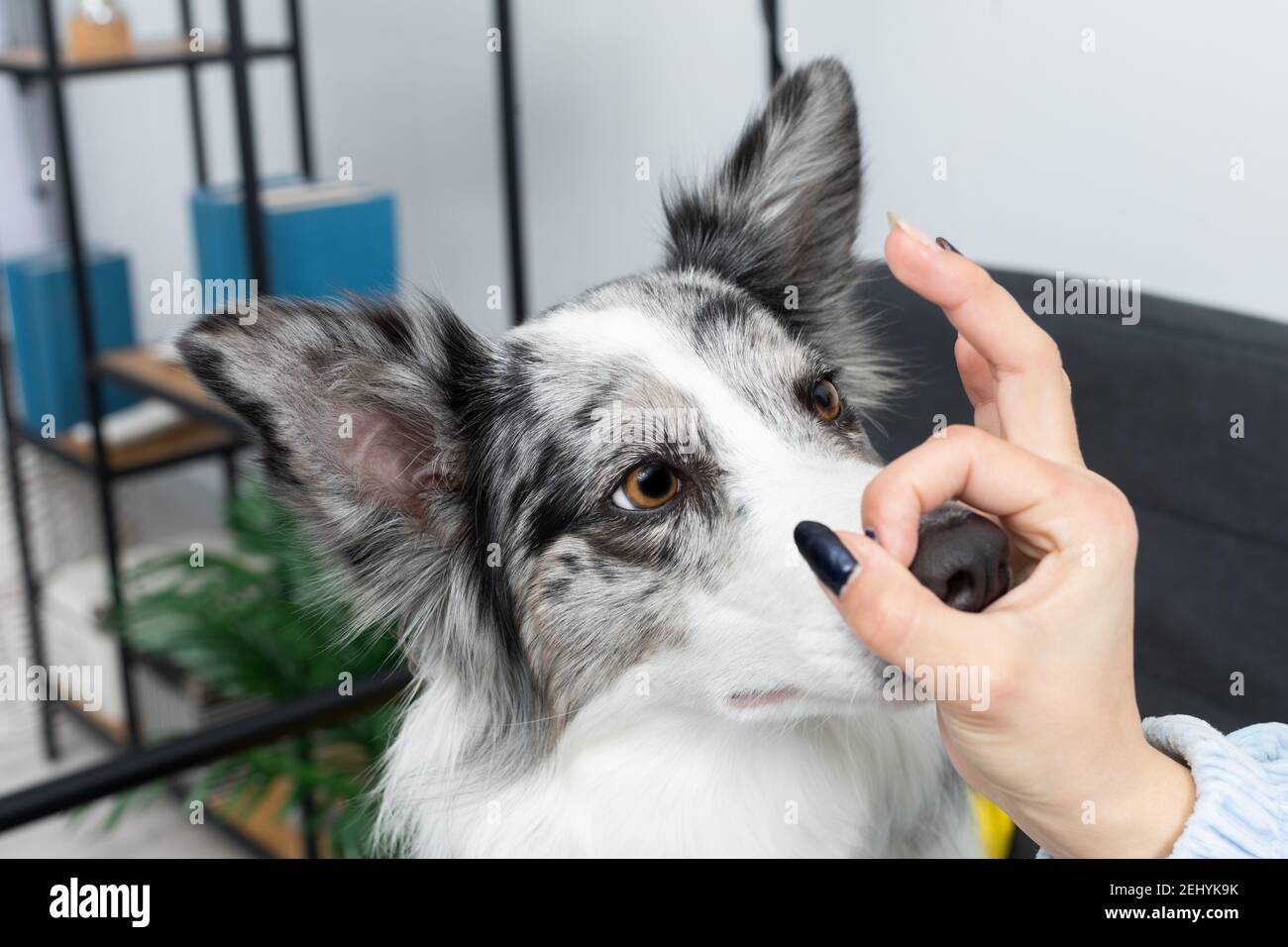 The trainer taught the dog to put his nose in a circle of fingers ...