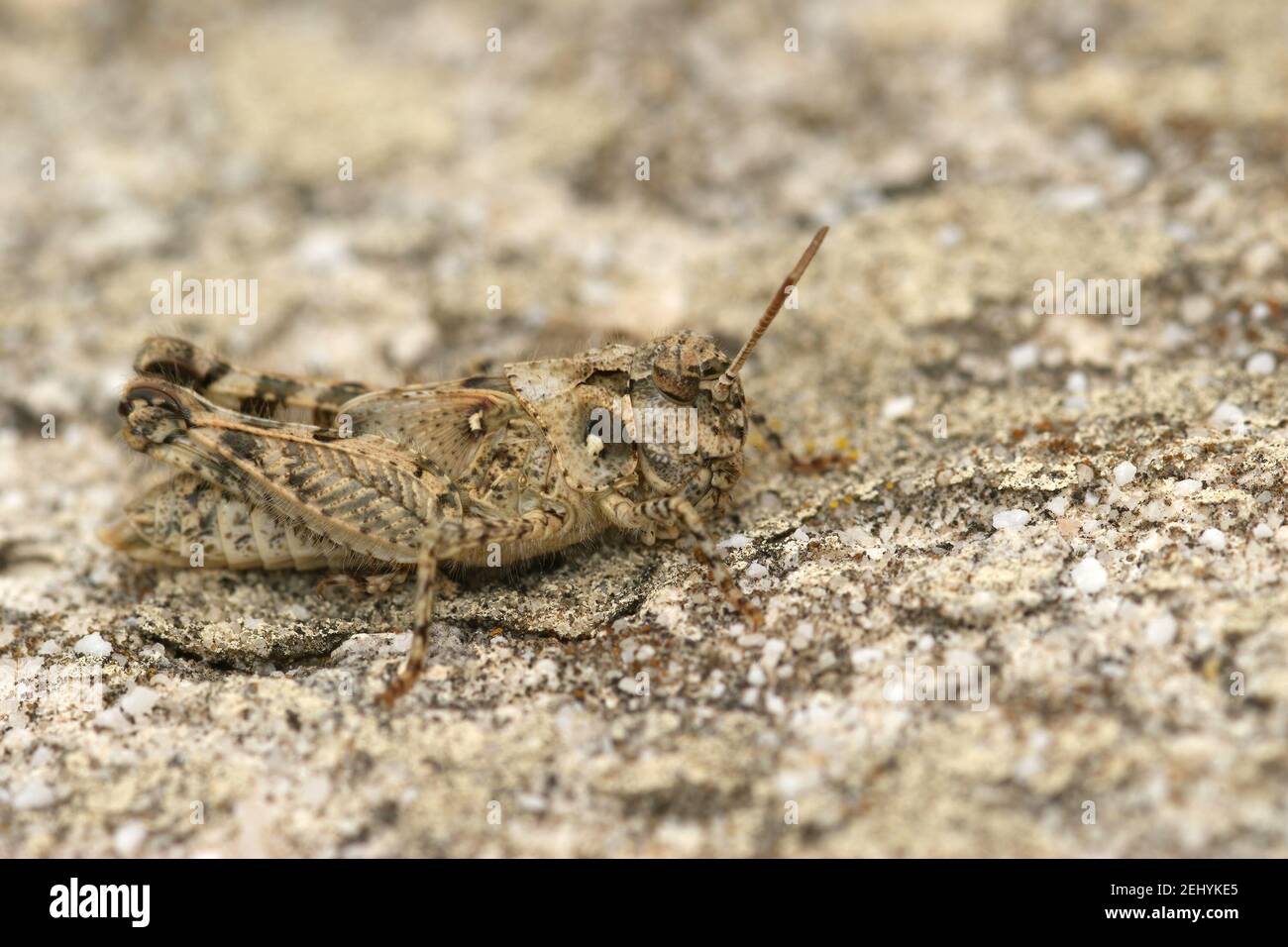Acrotylus hi-res stock photography and images - Alamy