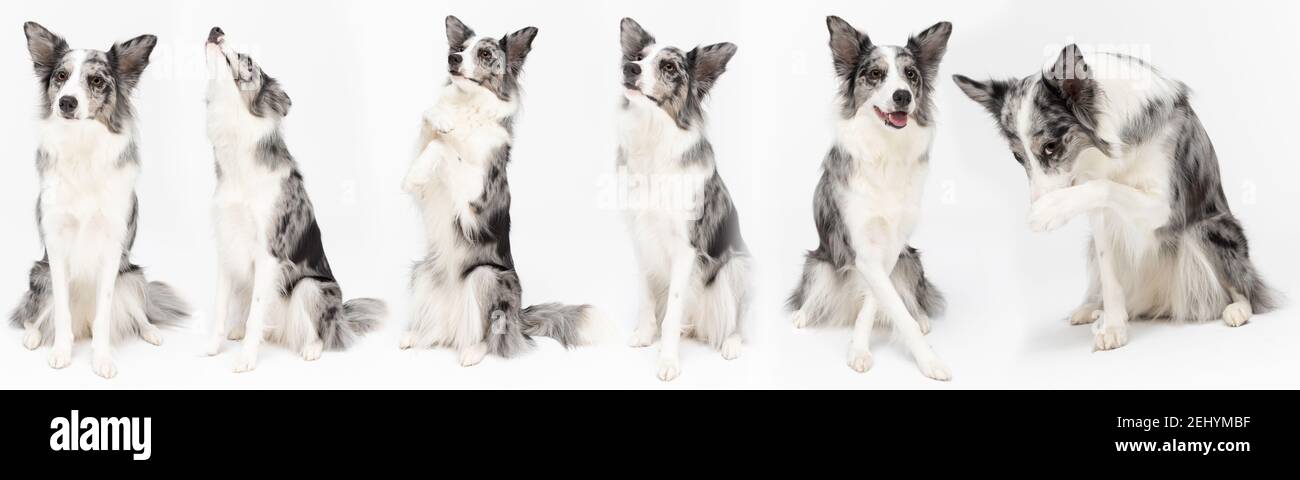 On one panoramic frame the same dog in many sitting poses. Border ...