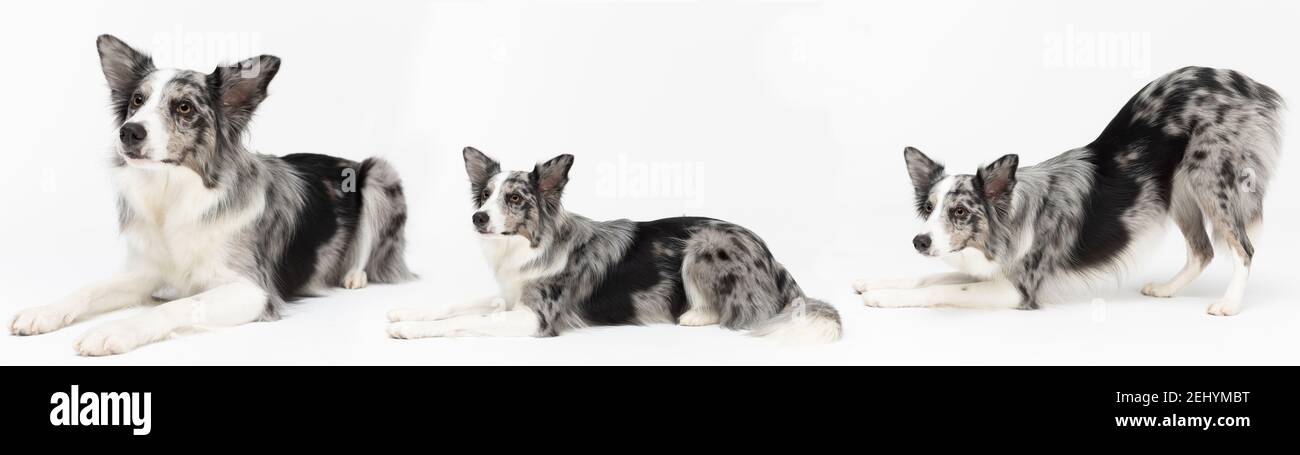 On one panoramic frame the same dog in many poses lying. Border Collie ...