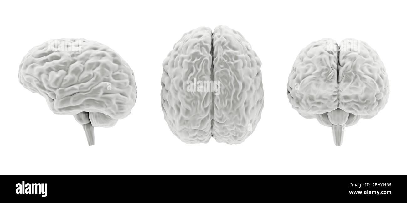Grayscale human brain model from different sides isolated on white, 3d ...