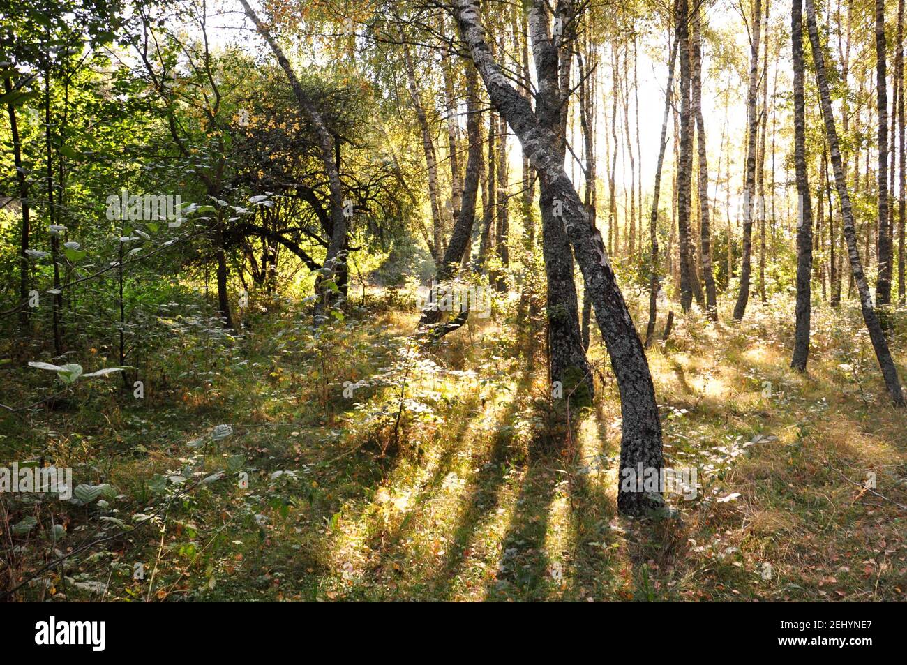 Natural background birch trees hi-res stock photography and images - Alamy