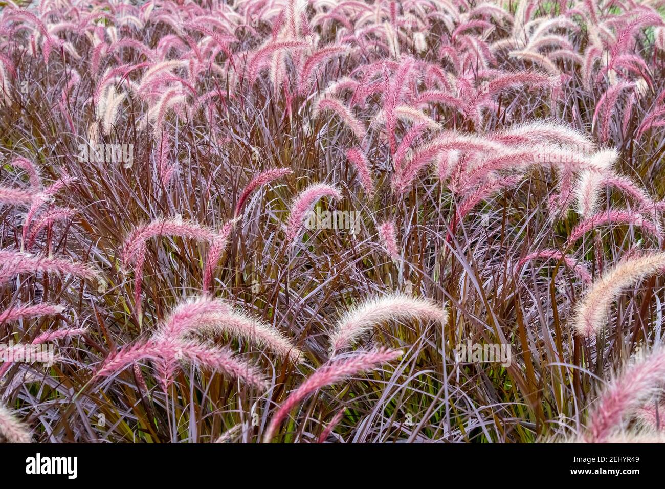 Plumes pattern hi-res stock photography and images - Alamy