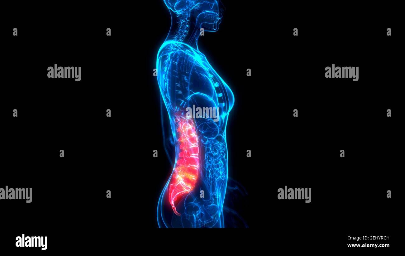 medical 3d illustration, Lumbar, bottom zone of backbone on x-ray human ...