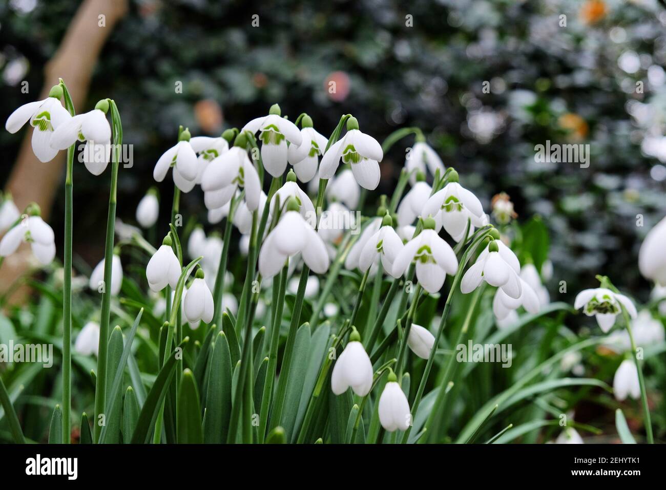 The white flowers of the giant snowdrop, galanthus elwesii, in bloom ...