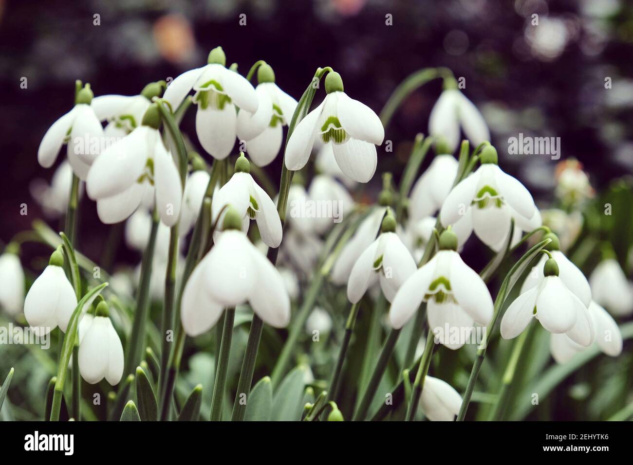 The white flowers of the giant snowdrop, galanthus elwesii, in bloom ...
