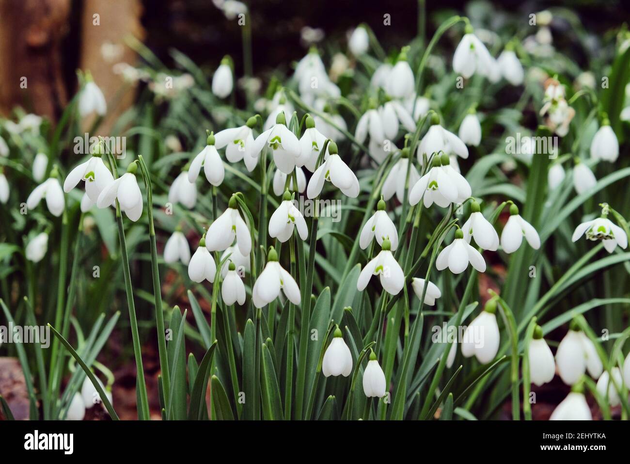 Giant snowdrop galanthus winter hi-res stock photography and images - Alamy
