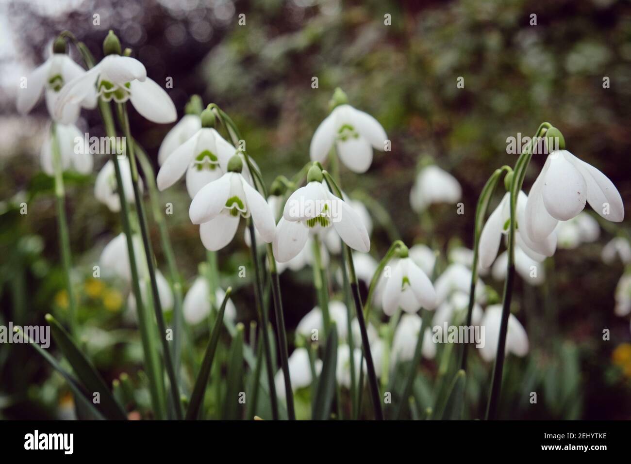 The white flowers of the giant snowdrop, galanthus elwesii, in bloom ...