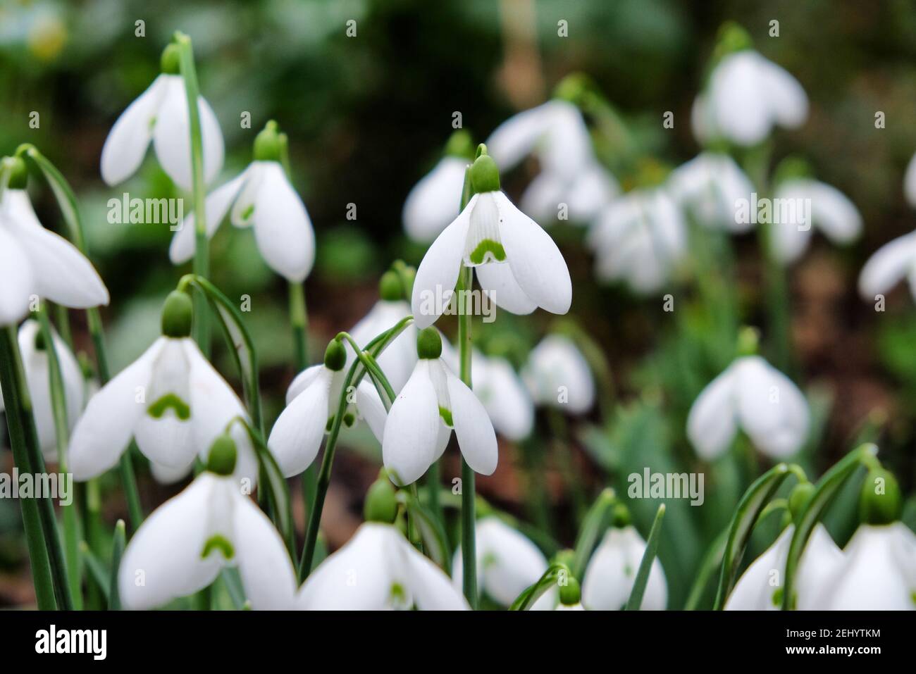The white flowers of the giant snowdrop, galanthus elwesii, in bloom ...
