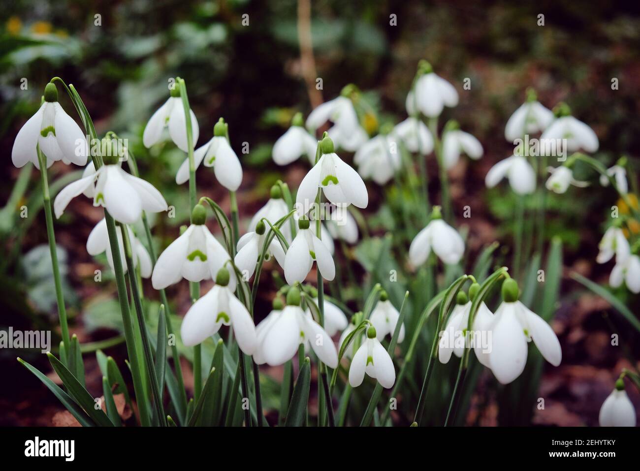The white flowers of the giant snowdrop, galanthus elwesii, in bloom ...