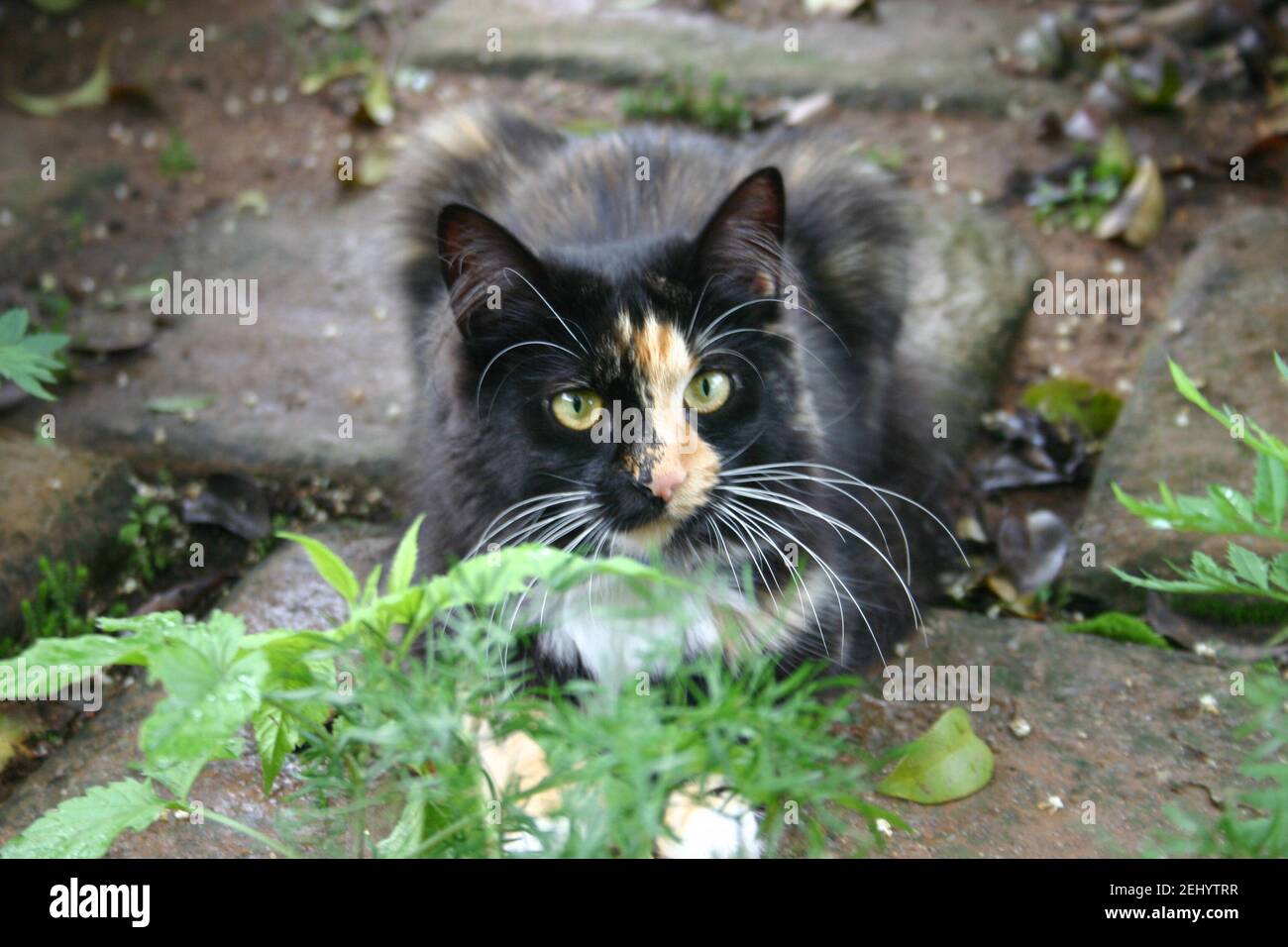 Cute kitten outside Stock Photo - Alamy