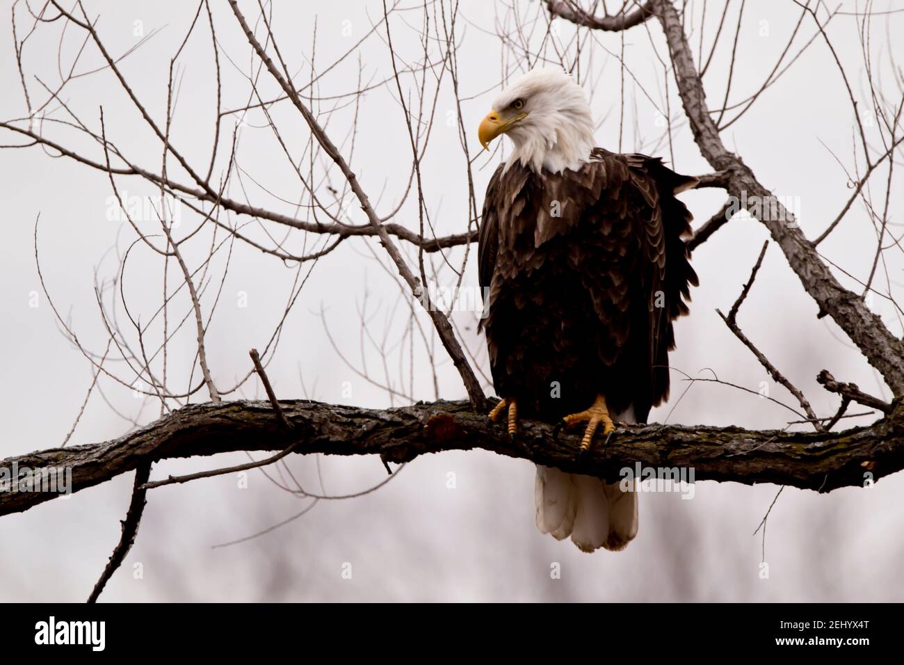 Bald eagle perching hi-res stock photography and images - Alamy